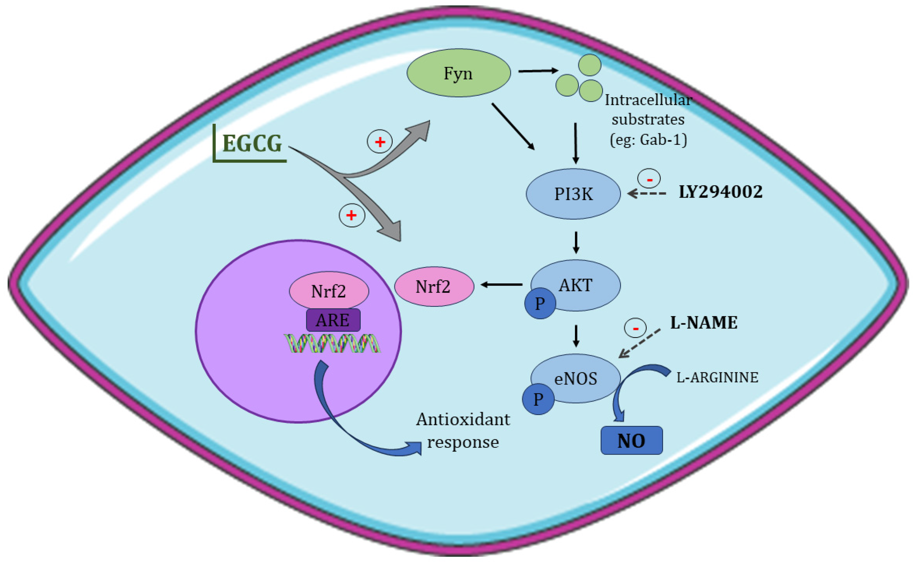 EGCG, a Green Tea Compound, Increases NO Production and Has Antioxidant ...