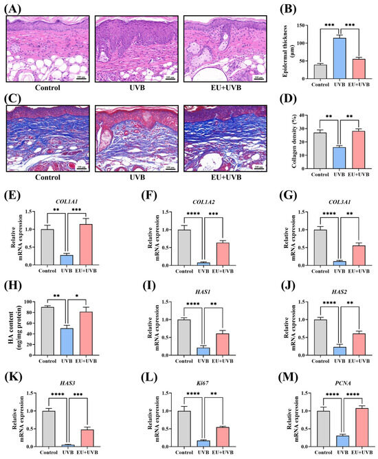 Revitalizing Photoaging Skin through Eugenol in UVB-Exposed Hairless ...