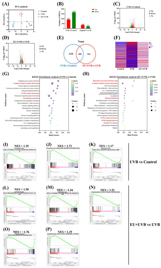 Revitalizing Photoaging Skin through Eugenol in UVB-Exposed Hairless ...