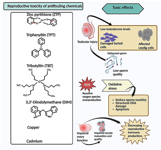 Male Reproductive Toxicity of Antifouling Chemicals: Insights into ...