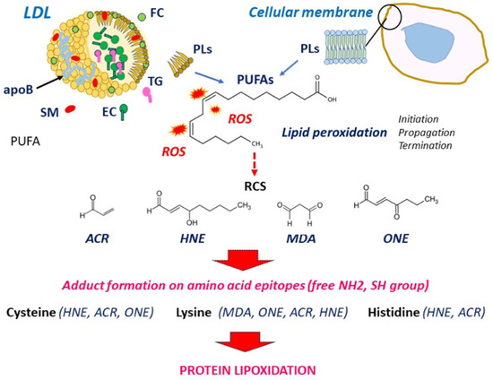 Reactive Carbonyl Species and Protein Lipoxidation in Atherogenesis