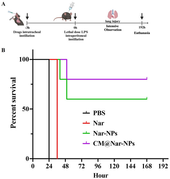 Intratracheal Administration of Stem Cell Membrane-Cloaked Naringin ...
