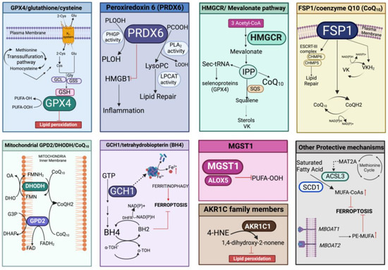 Antioxidant Systems as Modulators of Ferroptosis: Focus on ...