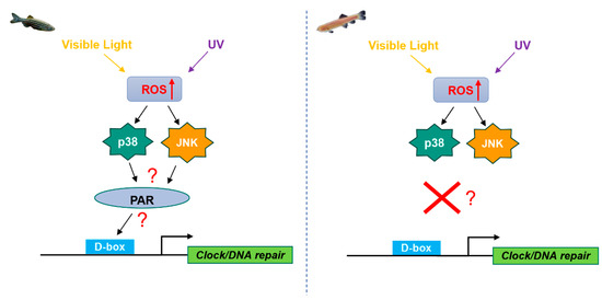 Reactive Oxygen Species Signaling and Oxidative Stress: Transcriptional ...