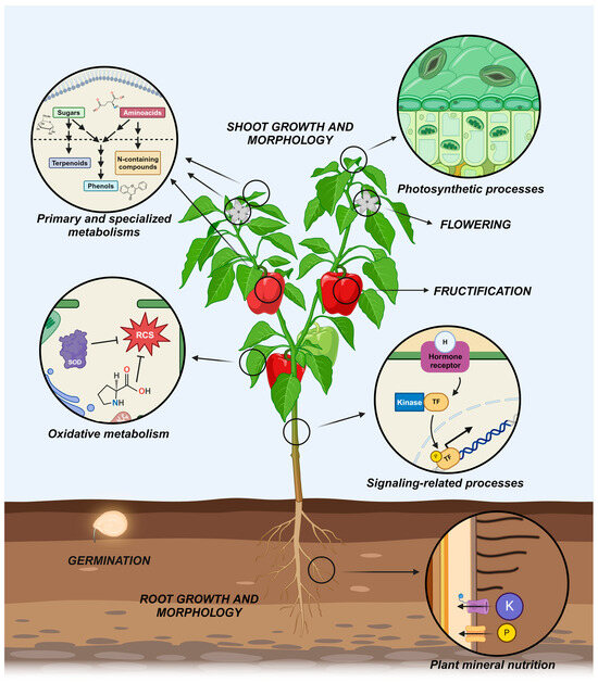Higher Plant-Derived Biostimulants: Mechanisms of Action and Their Role in Mitigating Plant ...