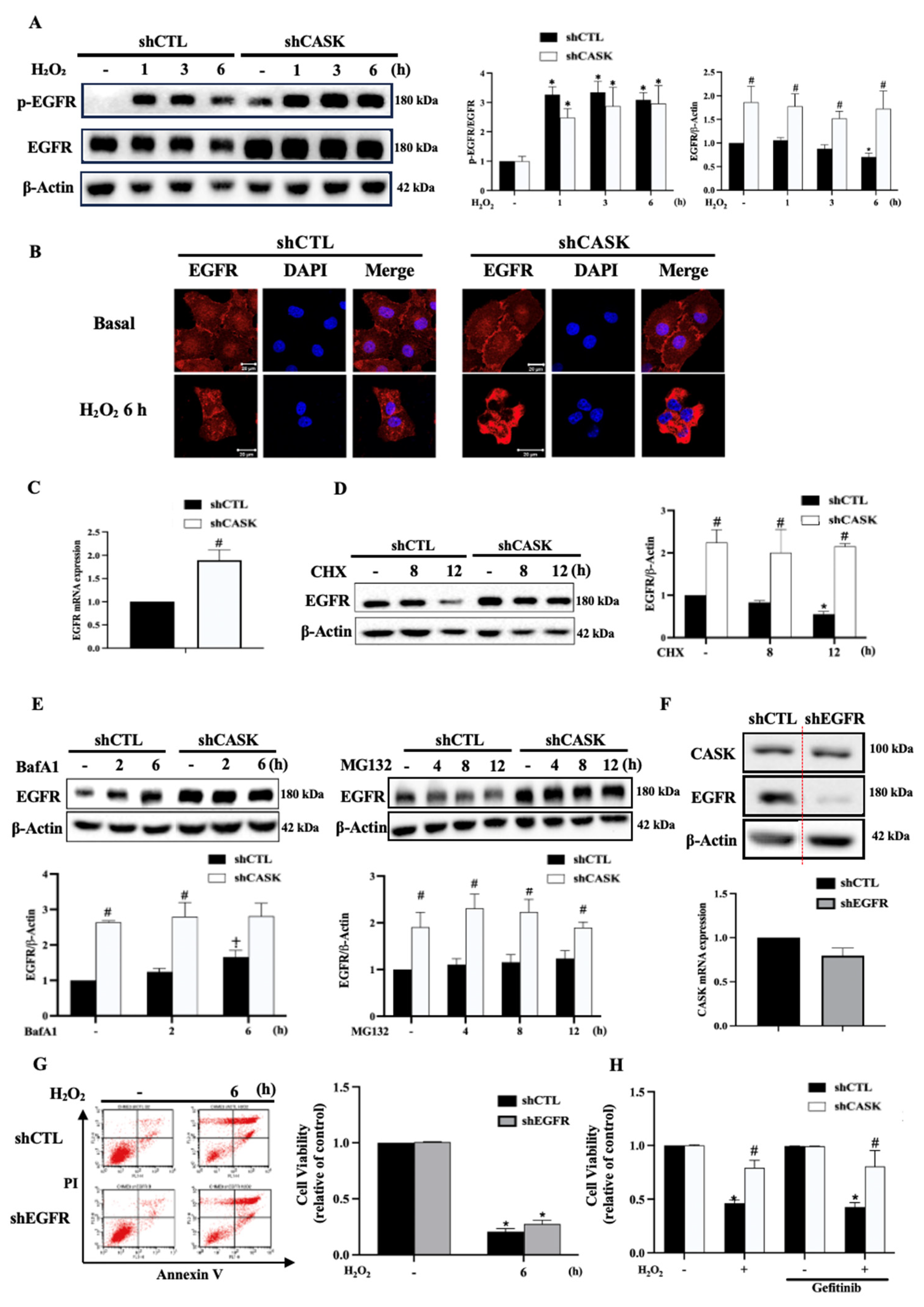 CASK Mediates Oxidative Stress-Induced Microglial Apoptosis-Inducing ...