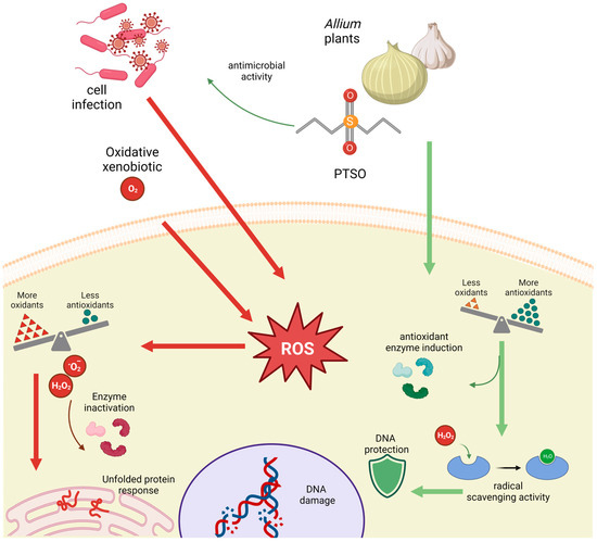 Two-Generation Toxicity Study of the Antioxidant Compound Propyl ...