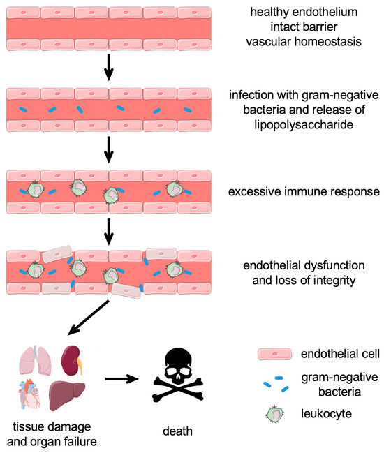 Dose-Dependent Effects of Lipopolysaccharide on the Endothelium—Sepsis ...