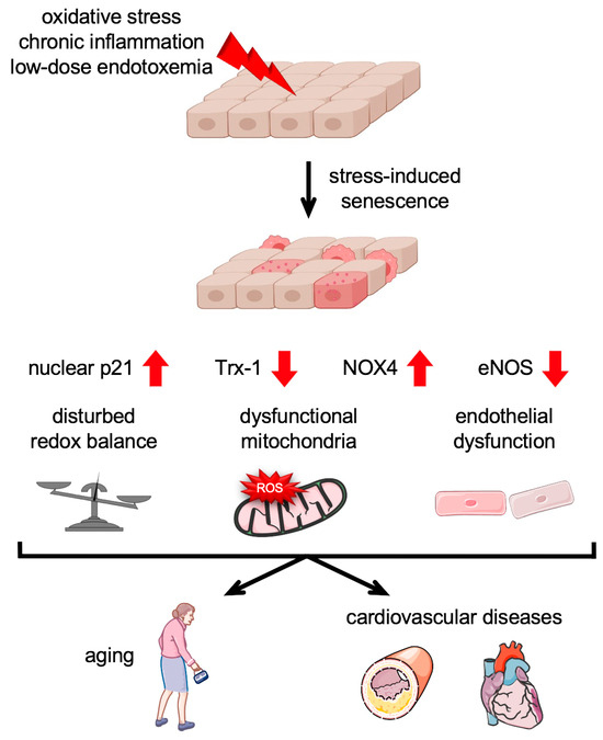 Dose-Dependent Effects of Lipopolysaccharide on the Endothelium—Sepsis ...