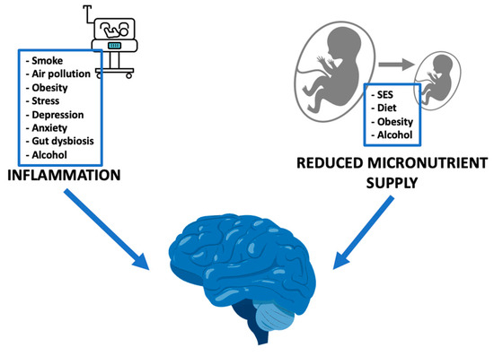 Impact of Maternal Environment and Inflammation on Fetal Neurodevelopment