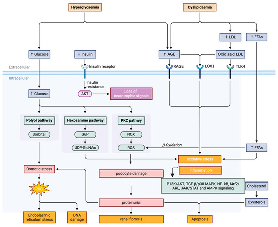 Oxidative Stress: A Culprit in the Progression of Diabetic Kidney Disease