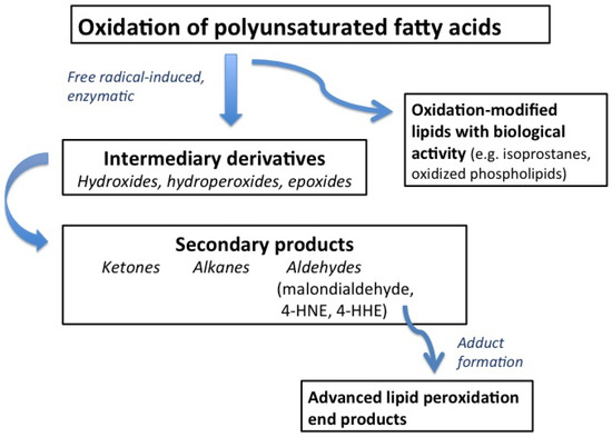Lipid Oxidation Products and the Risk of Cardiovascular Diseases: Role ...
