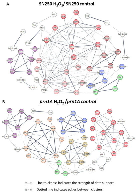 Unravelling the Role of Candida albicans Prn1 in the Oxidative Stress Response through a ...