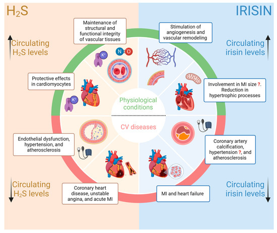 Antioxidants | Free Full-Text | Hydrogen Sulfide and Irisin, Potential Allies in Ensuring ...
