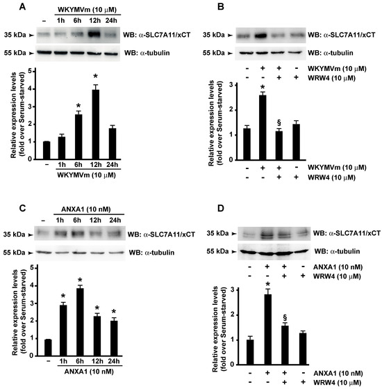 Formyl-Peptide Receptor 2 Signaling Modulates SLC7A11/xCT Expression ...