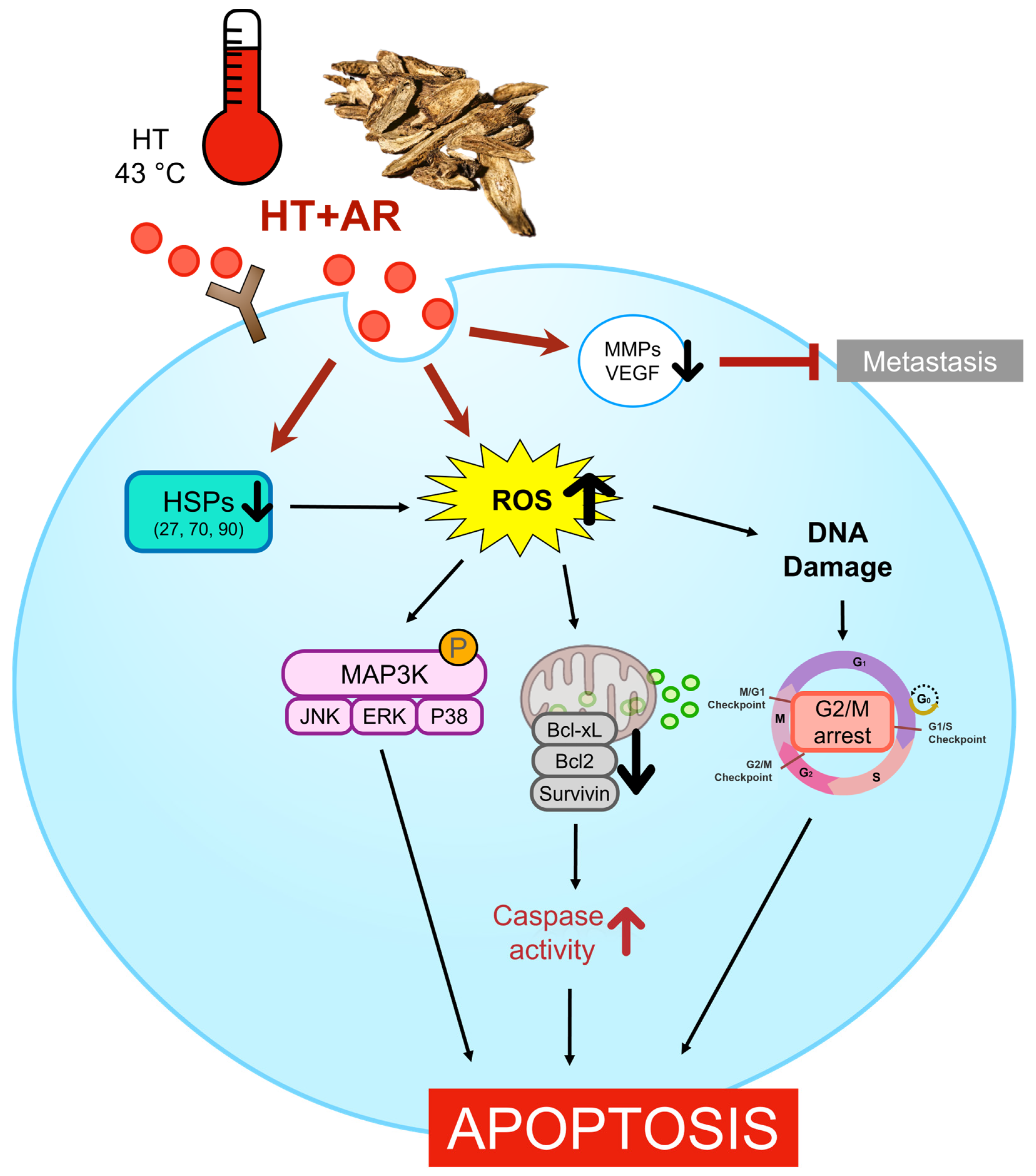 Inhibiting AGS Cancer Cell Proliferation through the Combined ...