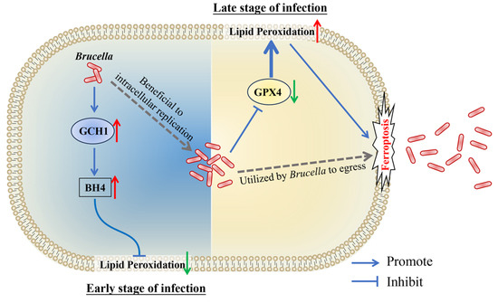 Antioxidants | Free Full-Text | Brucella Manipulates Host Cell ...