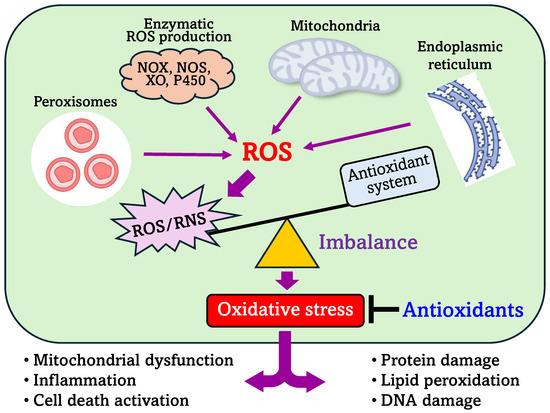 Cellular ROS and Antioxidants: Physiological and Pathological Role
