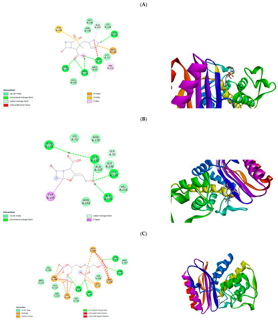 In Vitro Antioxidant and In Silico Evaluation of the Anti-β-Lactamase ...
