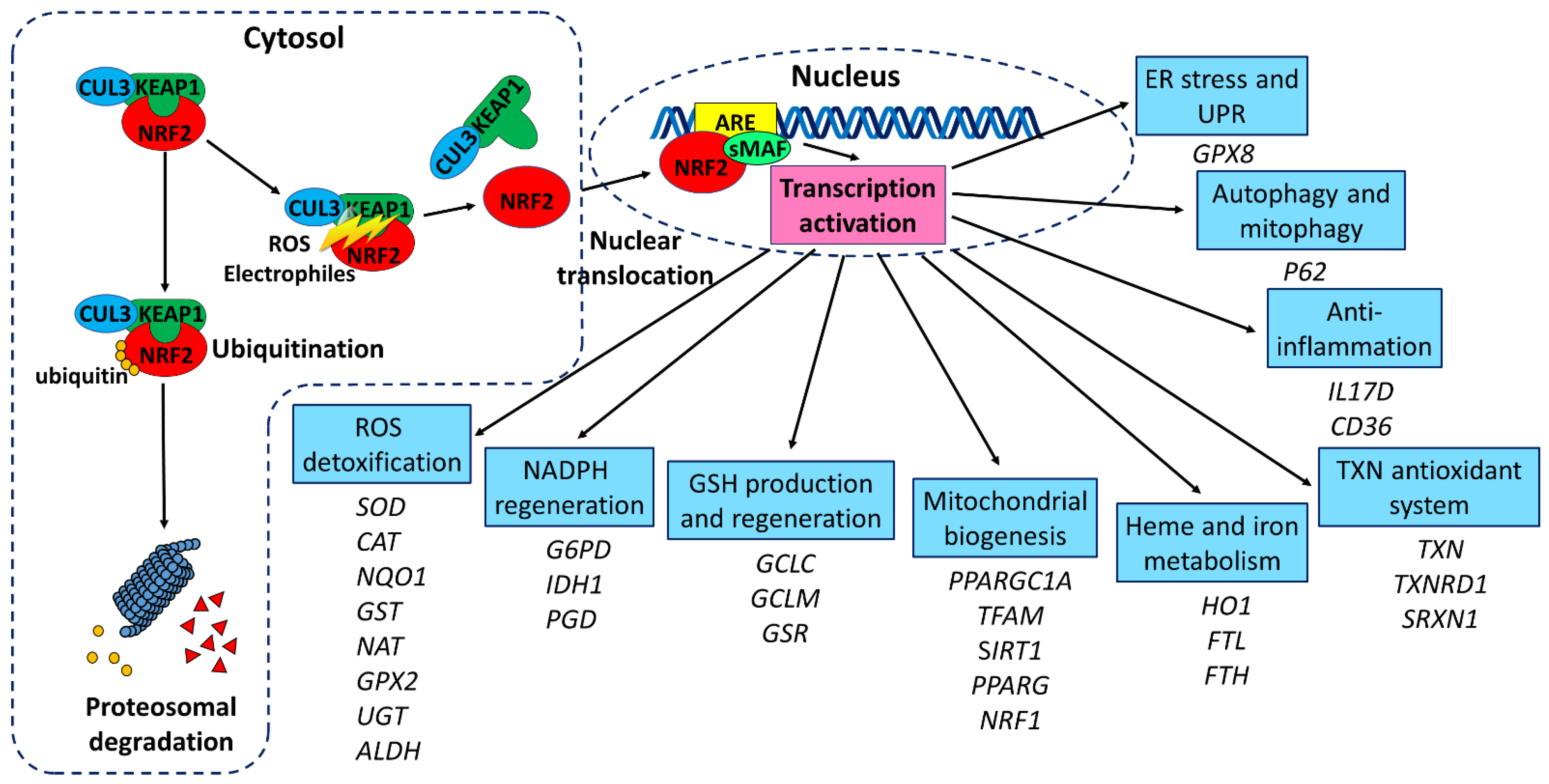 Antioxidants | Free Full-Text | The Role of NRF2 in Trinucleotide Repeat Expansion Disorders