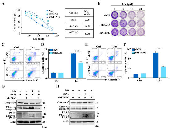 Lovastatin-Induced Mitochondrial Oxidative Stress Leads to the Release ...