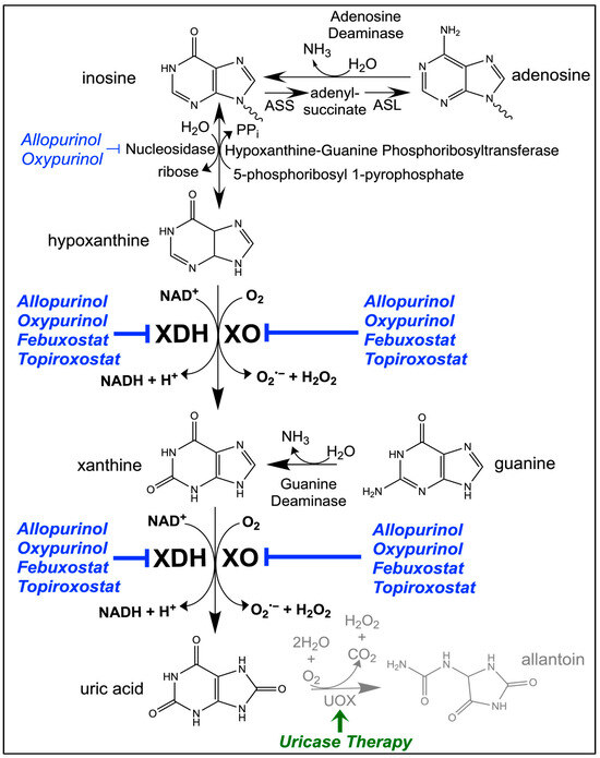 Emerging Roles of Xanthine Oxidoreductase in Chronic Kidney Disease