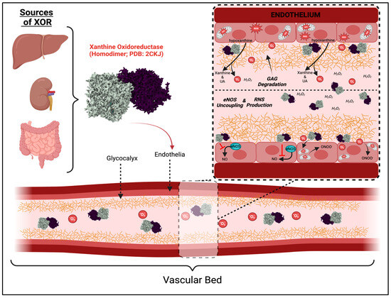 Emerging Roles of Xanthine Oxidoreductase in Chronic Kidney Disease