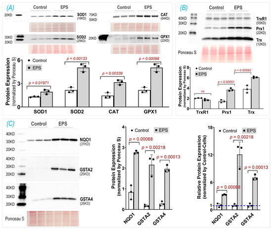 Electrical Pulse Stimulation Protects C2C12 Myotubes against Hydrogen Peroxide-Induced ...