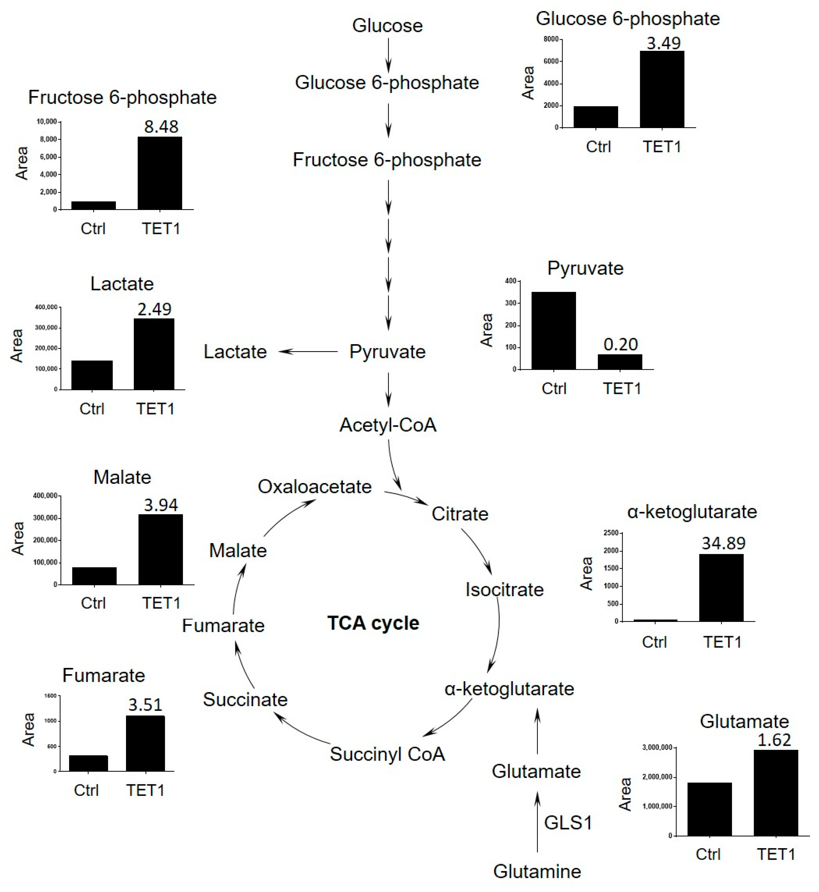 Active DNA Demethylase, TET1, Increases Oxidative Phosphorylation and ...