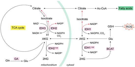 GLS and GLS2 Glutaminase Isoenzymes in the Antioxidant System of Cancer ...