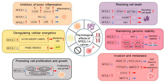 Understanding the Transcription Factor NFE2L1/NRF1 from the Perspective ...
