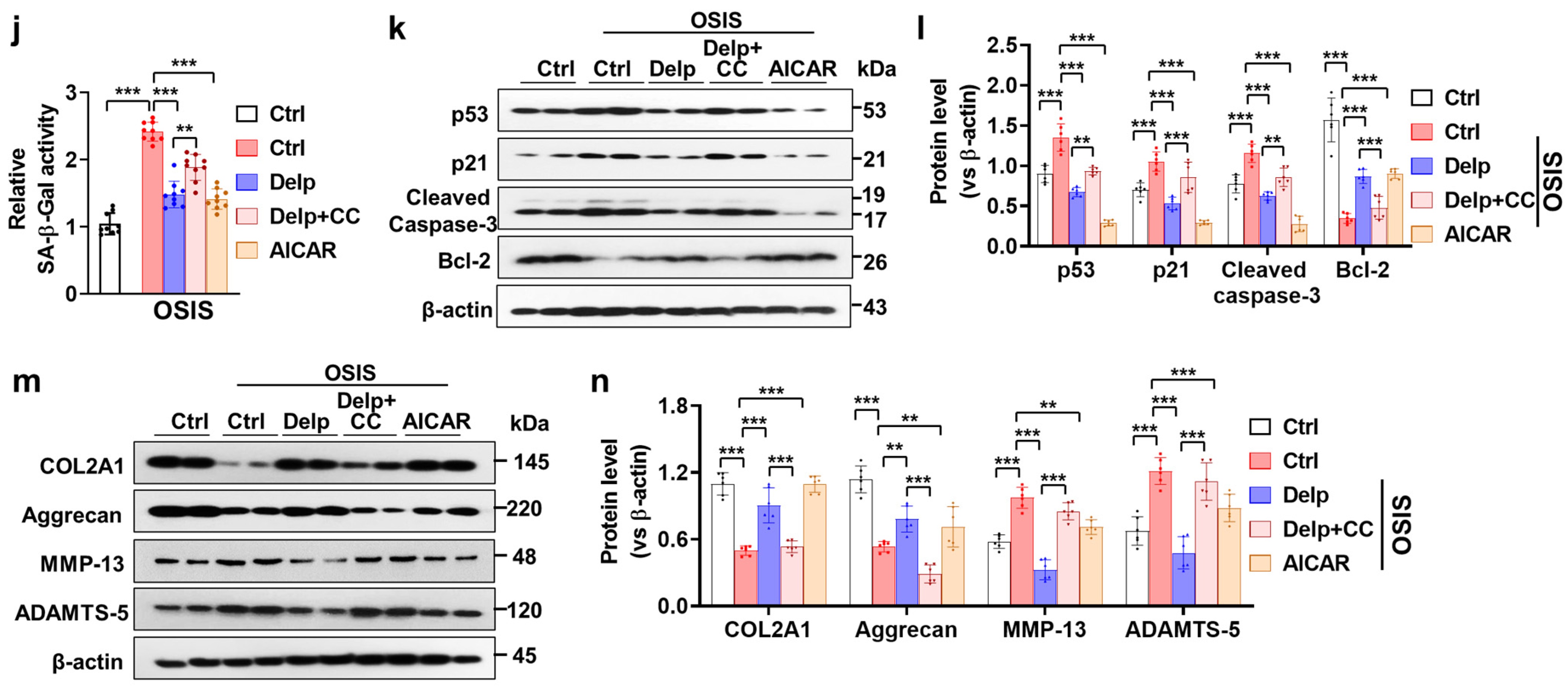 Antioxidants | Free Full-Text | The Survival of Human Intervertebral ...