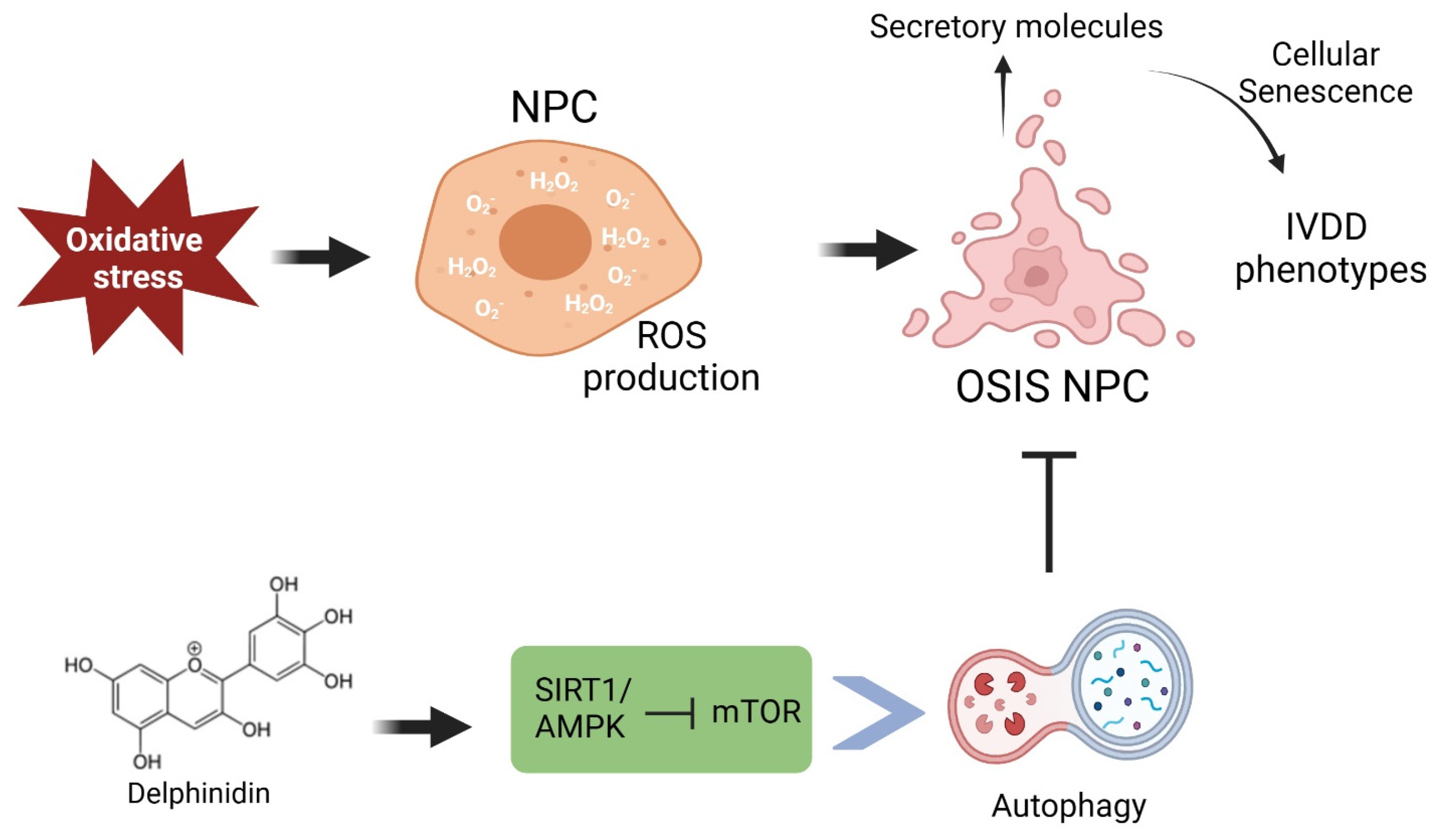 Antioxidants | Free Full-Text | The Survival of Human Intervertebral ...