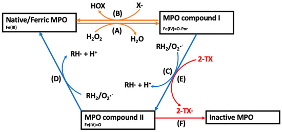 Antioxidants | Free Full-Text | Myeloperoxidase as a Promising ...