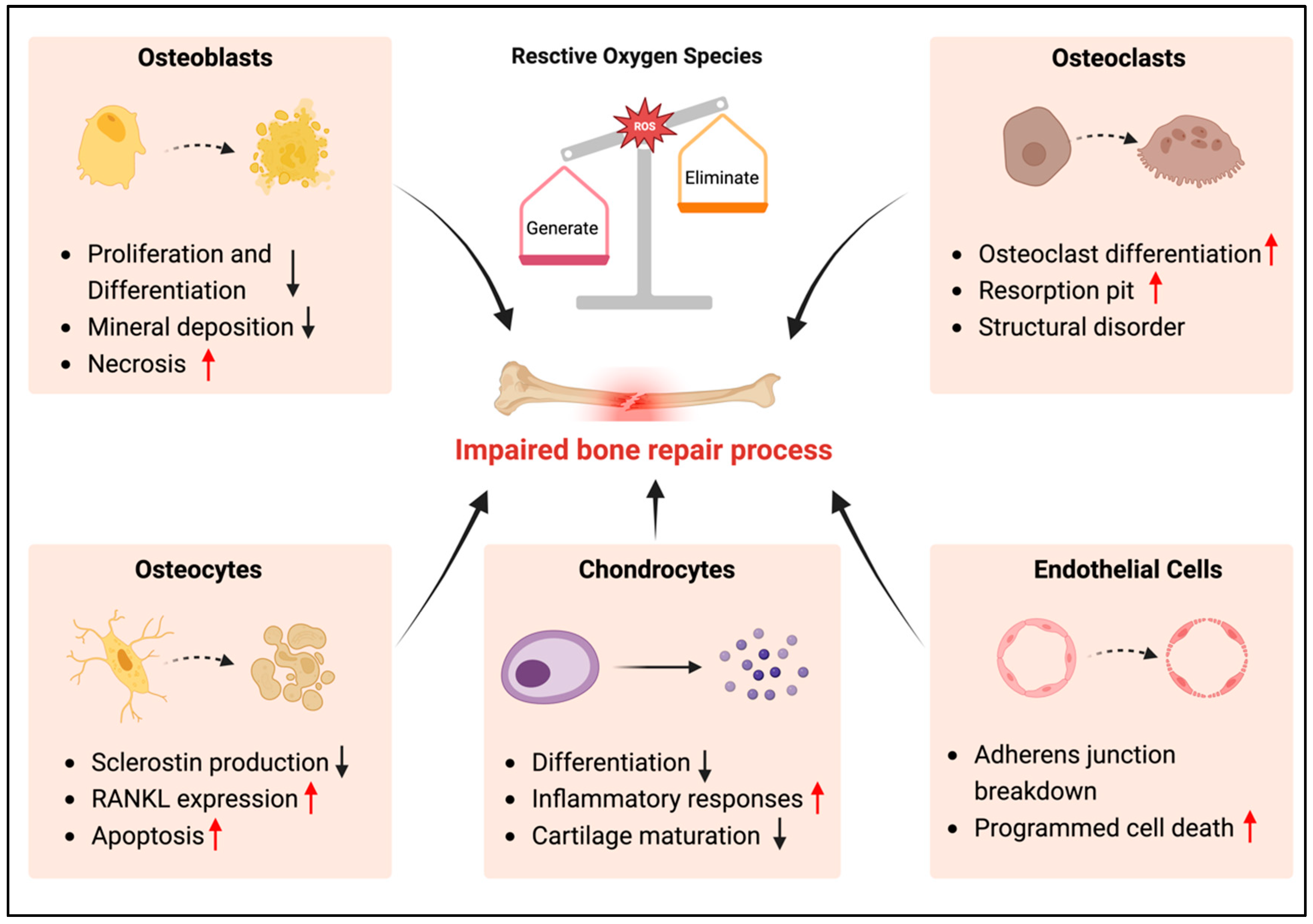 Application of Antioxidant Compounds in Bone Defect Repair