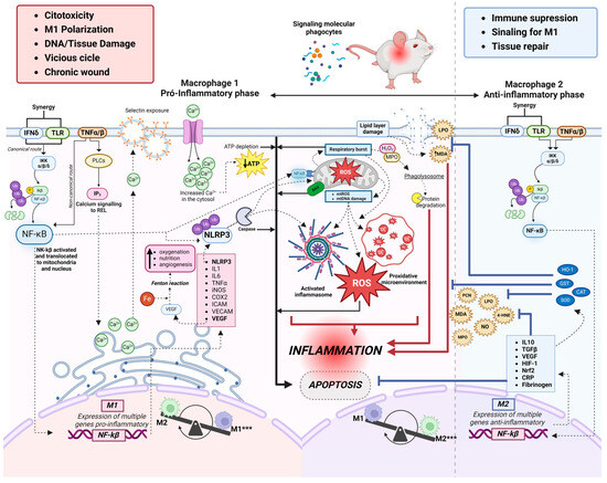 OxInflammatory Responses in the Wound Healing Process: A Systematic Review