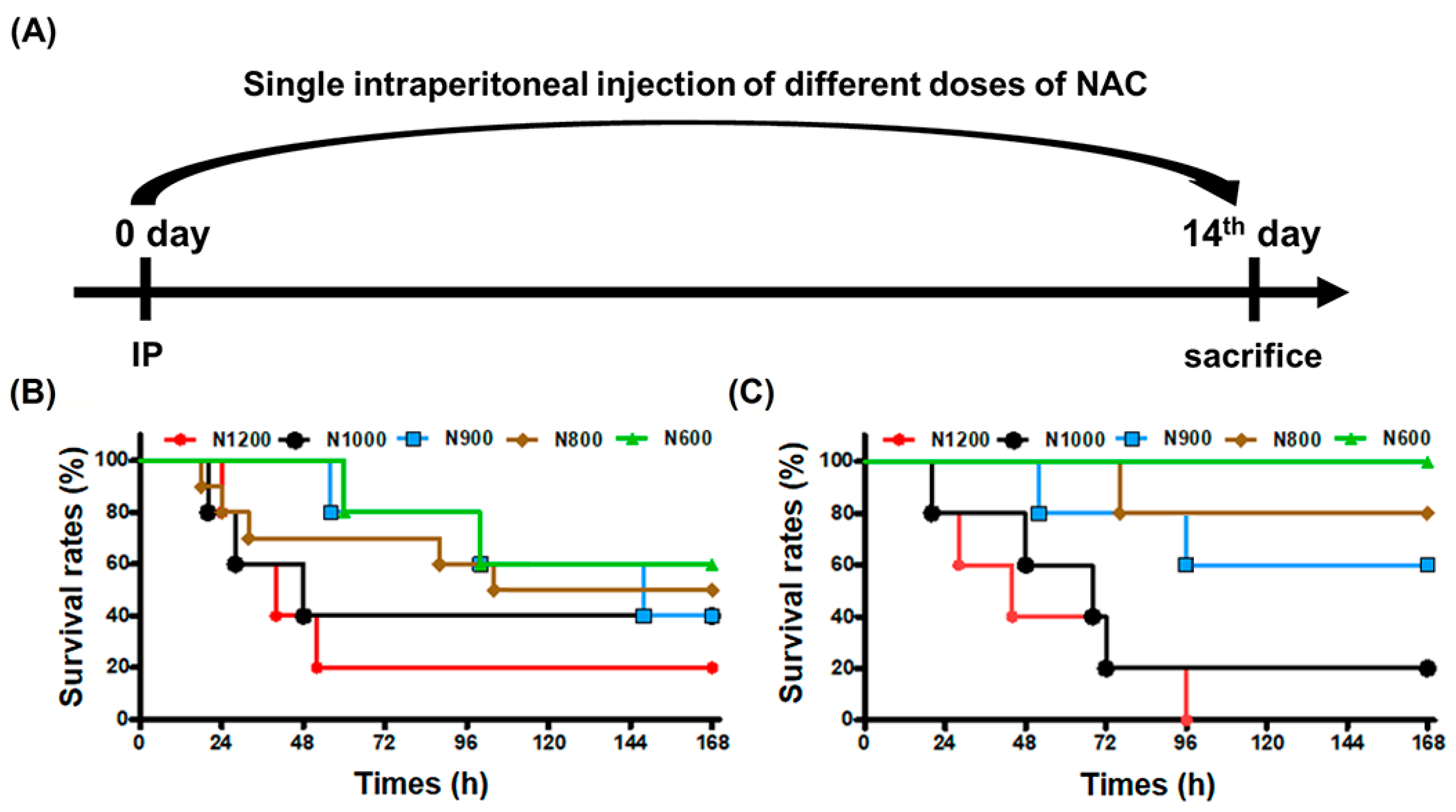 N-acetyl Cysteine Overdose Induced Acute Toxicity and Hepatic ...
