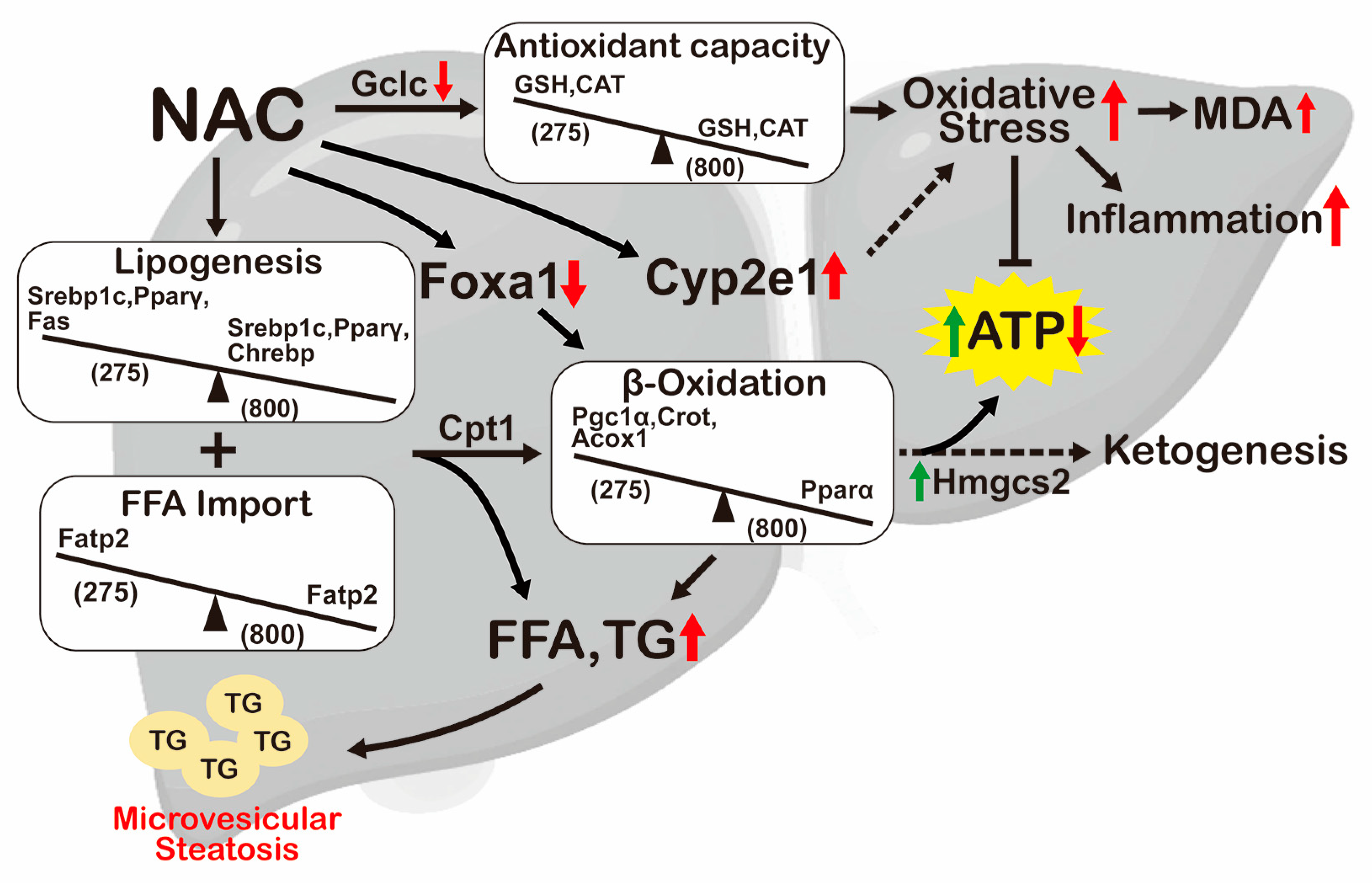 N-acetyl Cysteine Overdose Induced Acute Toxicity and Hepatic ...