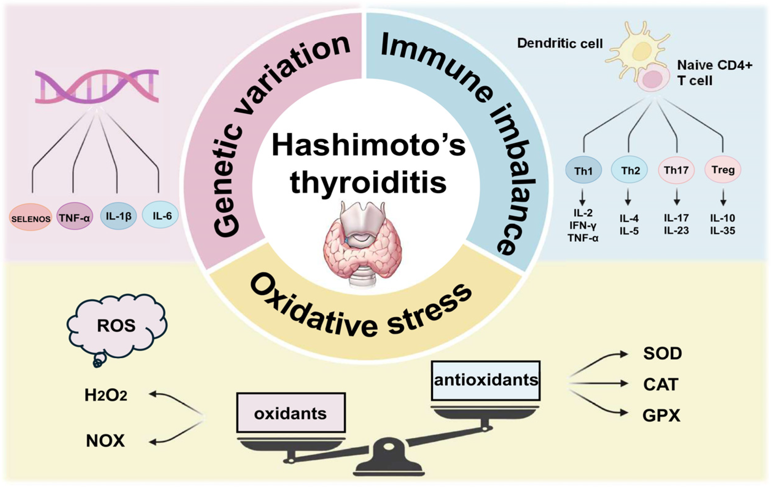 Traditional Chinese Medicine for Hashimoto’s Thyroiditis: Focus on ...