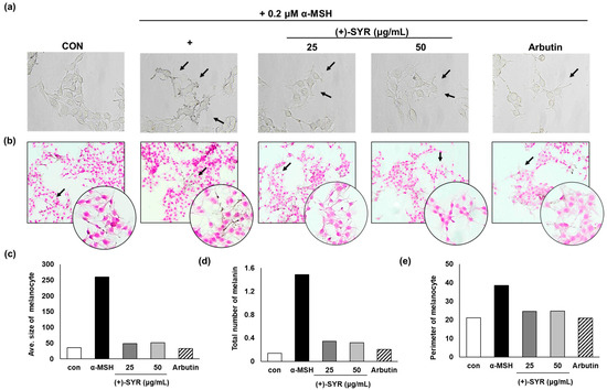 Syringaresinol Attenuates α-Melanocyte-Stimulating Hormone-Induced ...