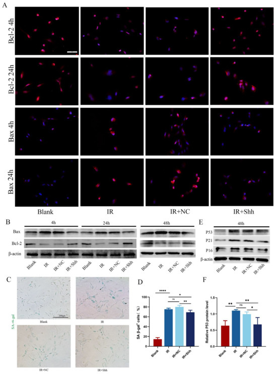 Intragland Expression of the Shh Gene Alleviates Irradiation-Induced ...