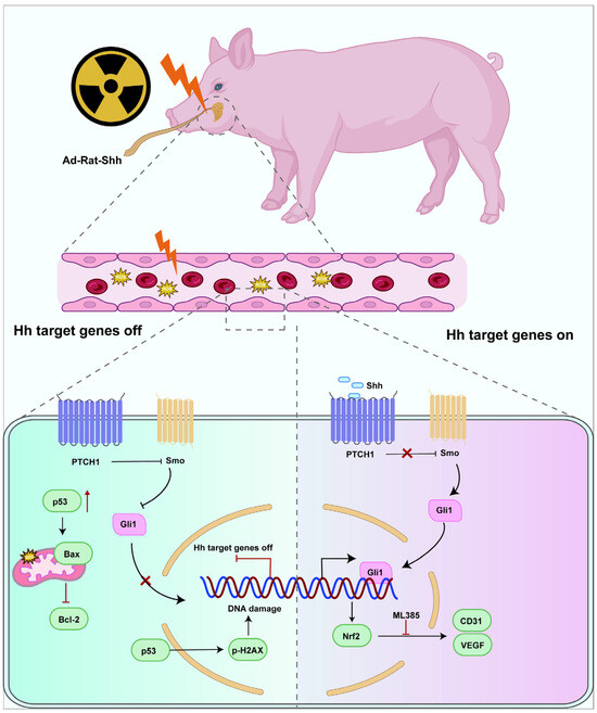 Intragland Expression of the Shh Gene Alleviates Irradiation-Induced ...