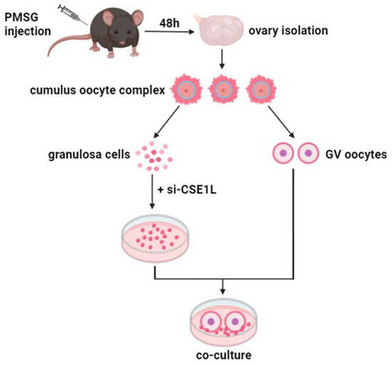 Chromosome Segregation–1–like Gene Participates in Ferroptosis in Human ...