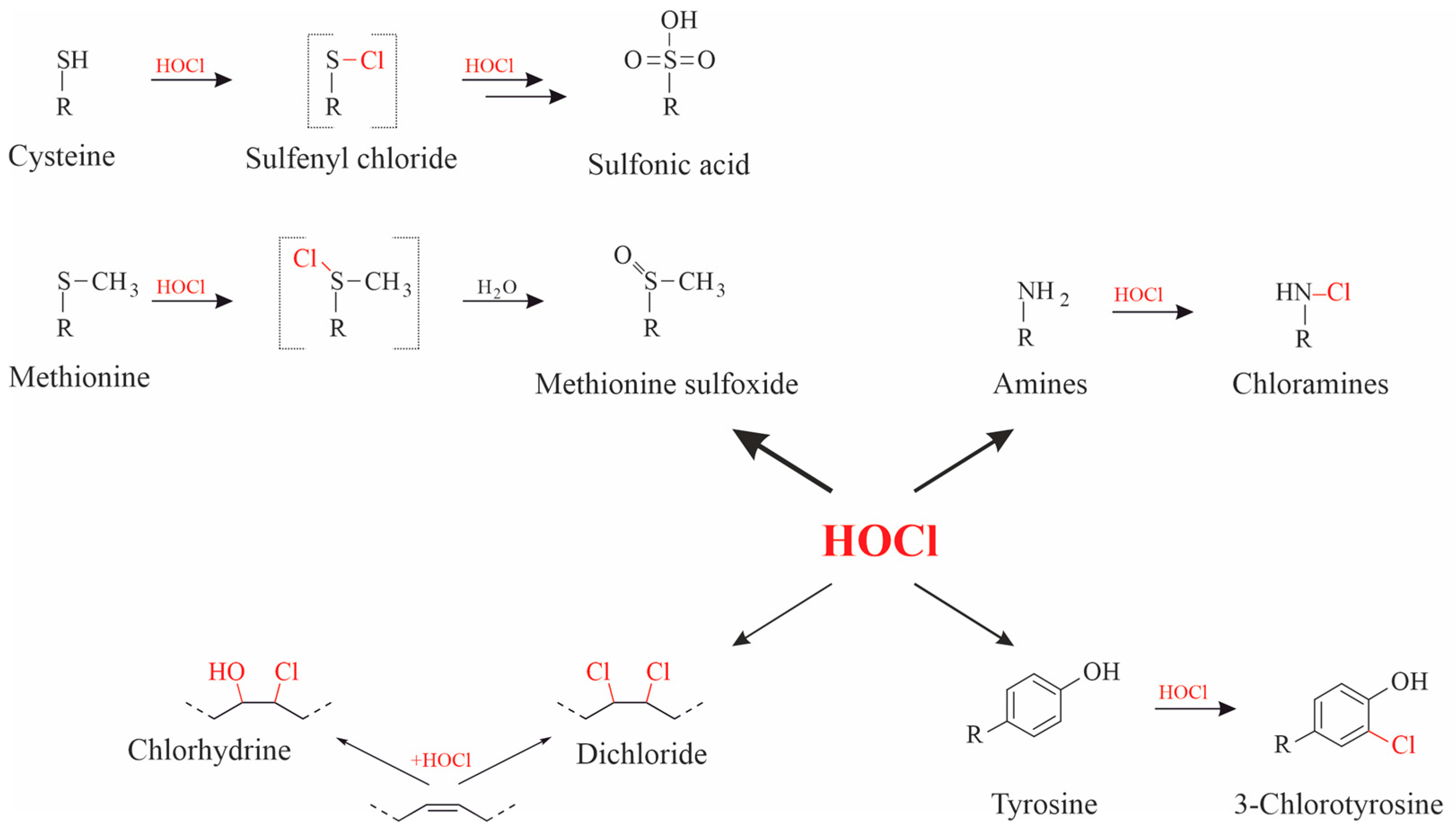 Antioxidants | Free Full-Text | (Chemical) Roles of HOCl in Rheumatic ...