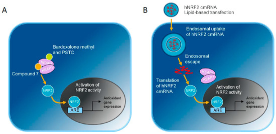 Transcriptional Dynamics of NRF2 Overexpression and KEAP1-NRF2 ...