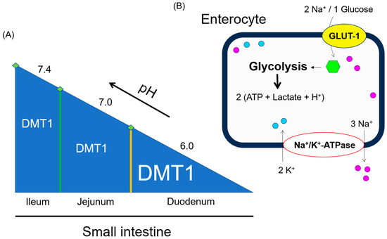 Vitamin C-Dependent Uptake of Non-Heme Iron by Enterocytes, Its Impact ...