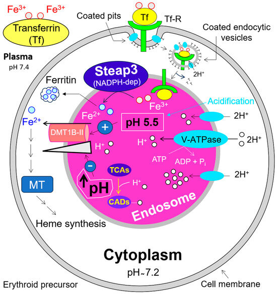 Vitamin C-Dependent Uptake of Non-Heme Iron by Enterocytes, Its Impact ...