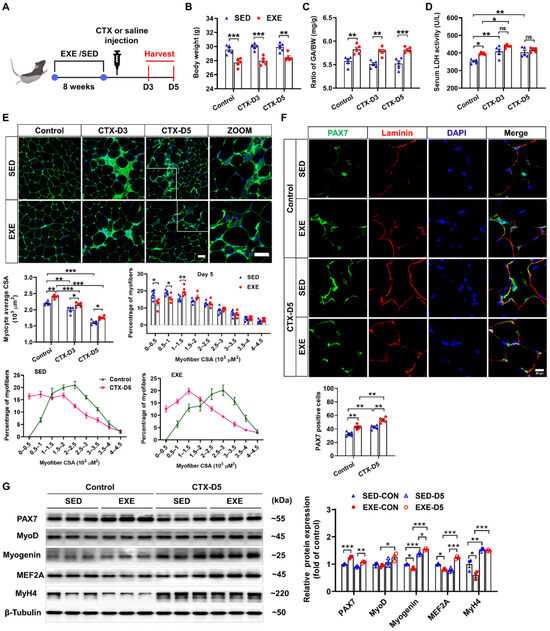 Aerobic Exercise Protects against Cardiotoxin-Induced Skeletal Muscle ...