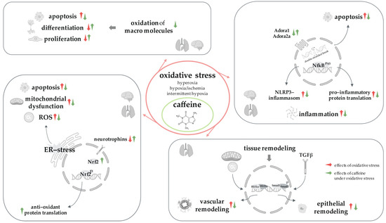 Caffeine: The Story beyond Oxygen-Induced Lung and Brain Injury in ...