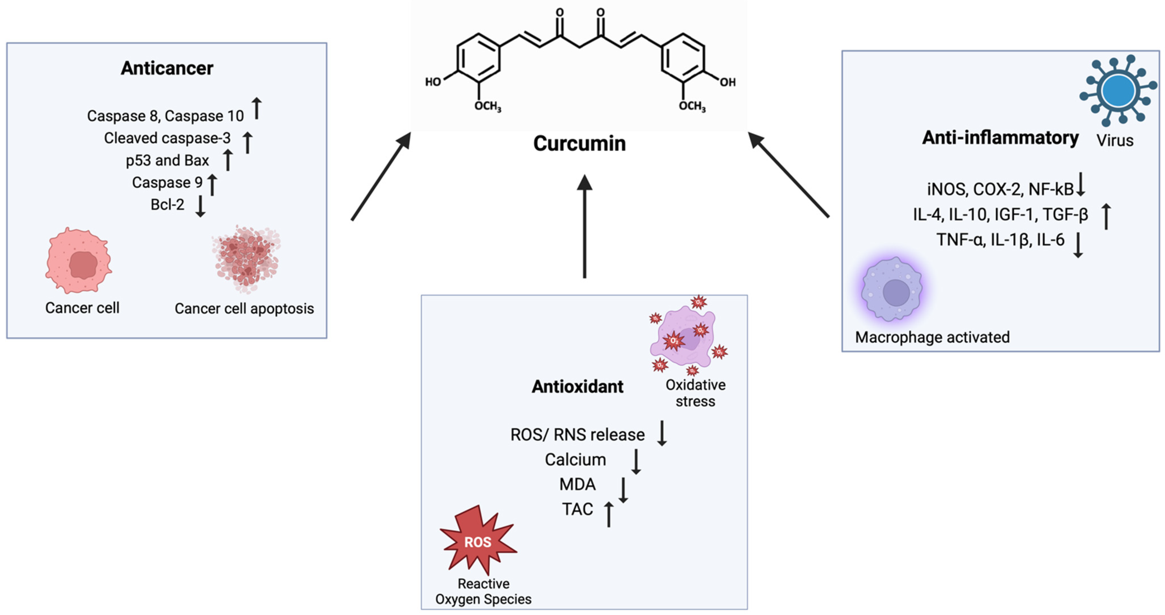 A Review of Recent Curcumin Analogues and Their Antioxidant, Anti ...
